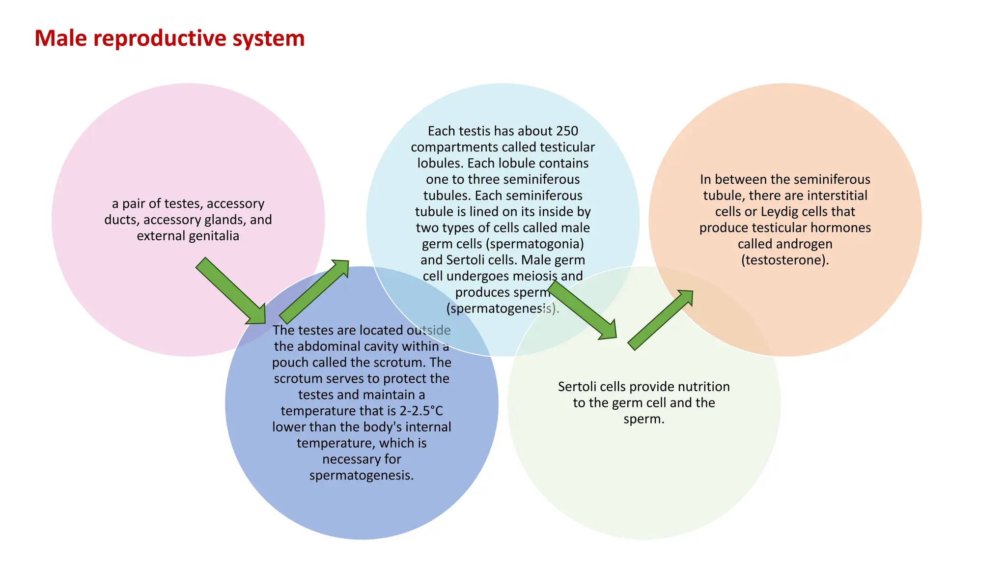 HUMAN REPRODUCTION .pptx class XII Biology | PPTX