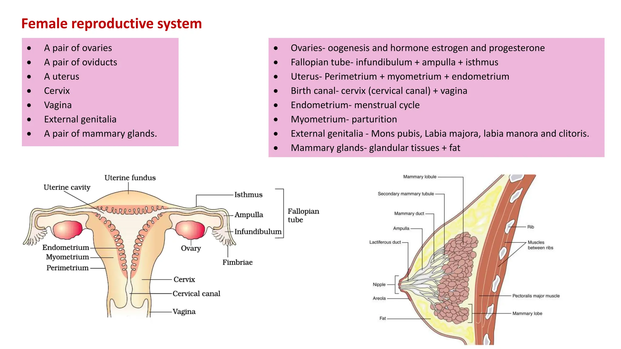 HUMAN REPRODUCTION .pptx class XII Biology | PPTX