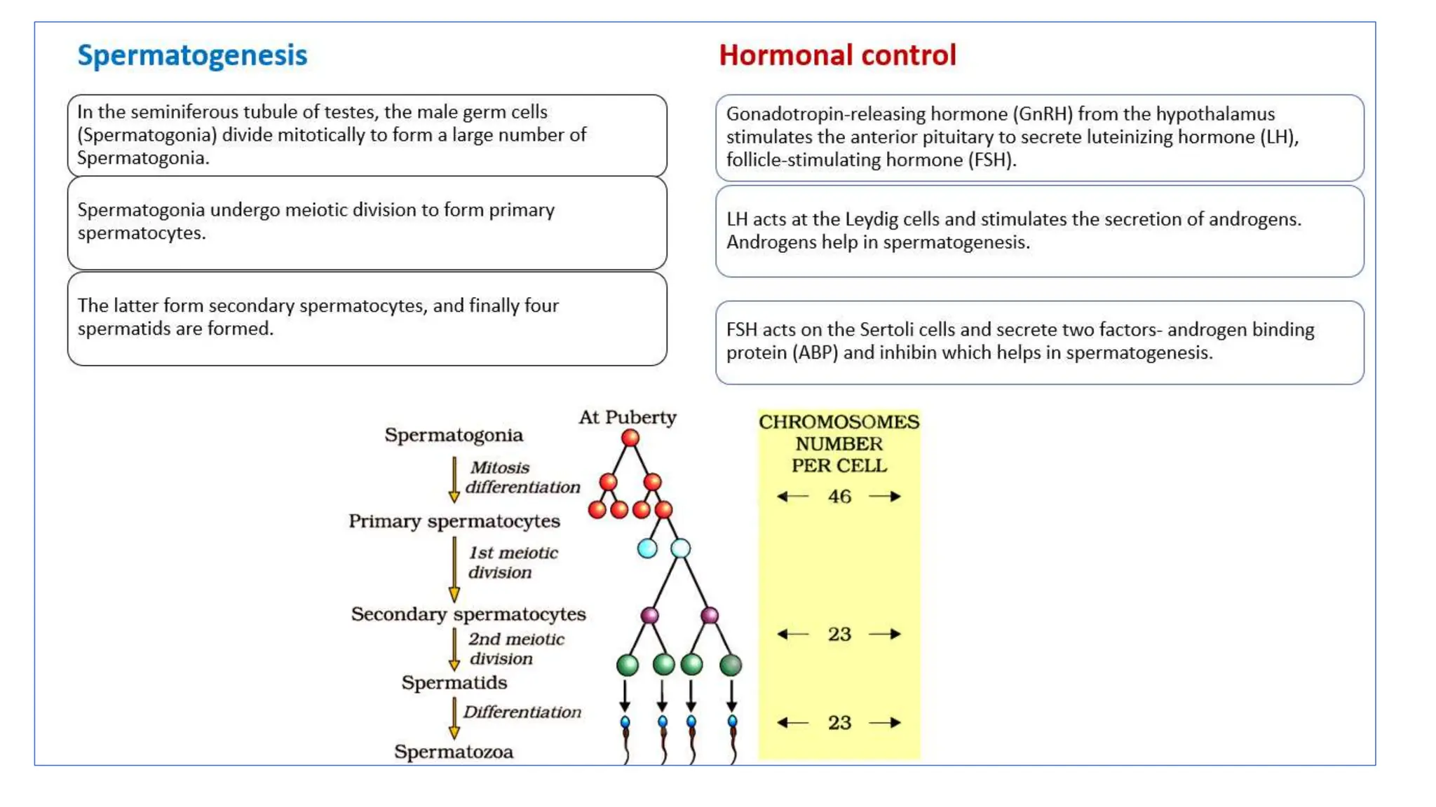 HUMAN REPRODUCTION .pptx class XII Biology | PPTX