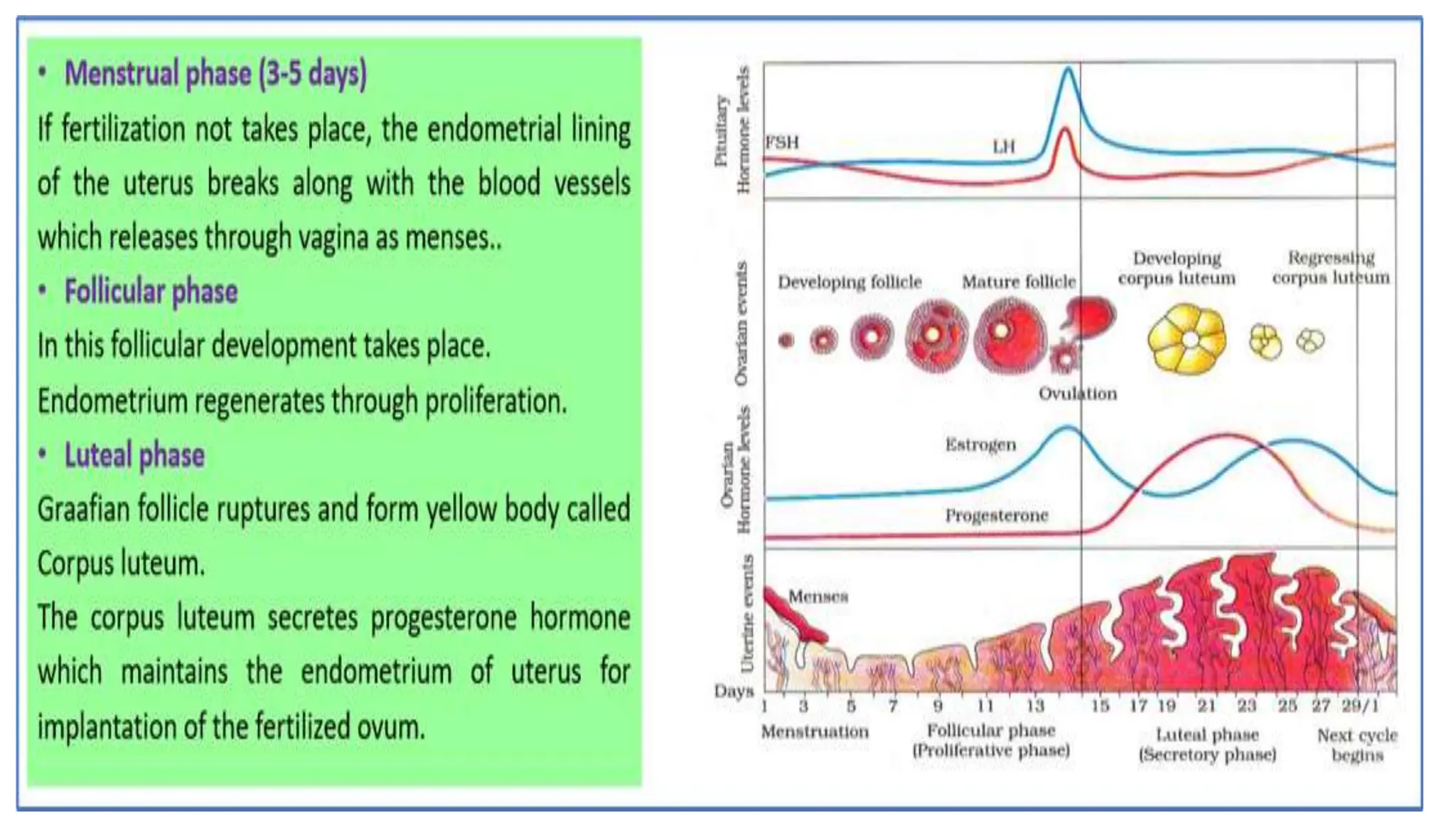 HUMAN REPRODUCTION .pptx class XII Biology | PPTX