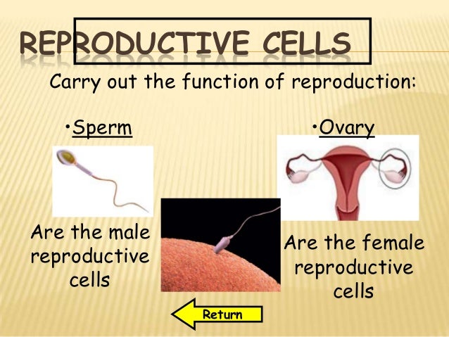 Human reproduction