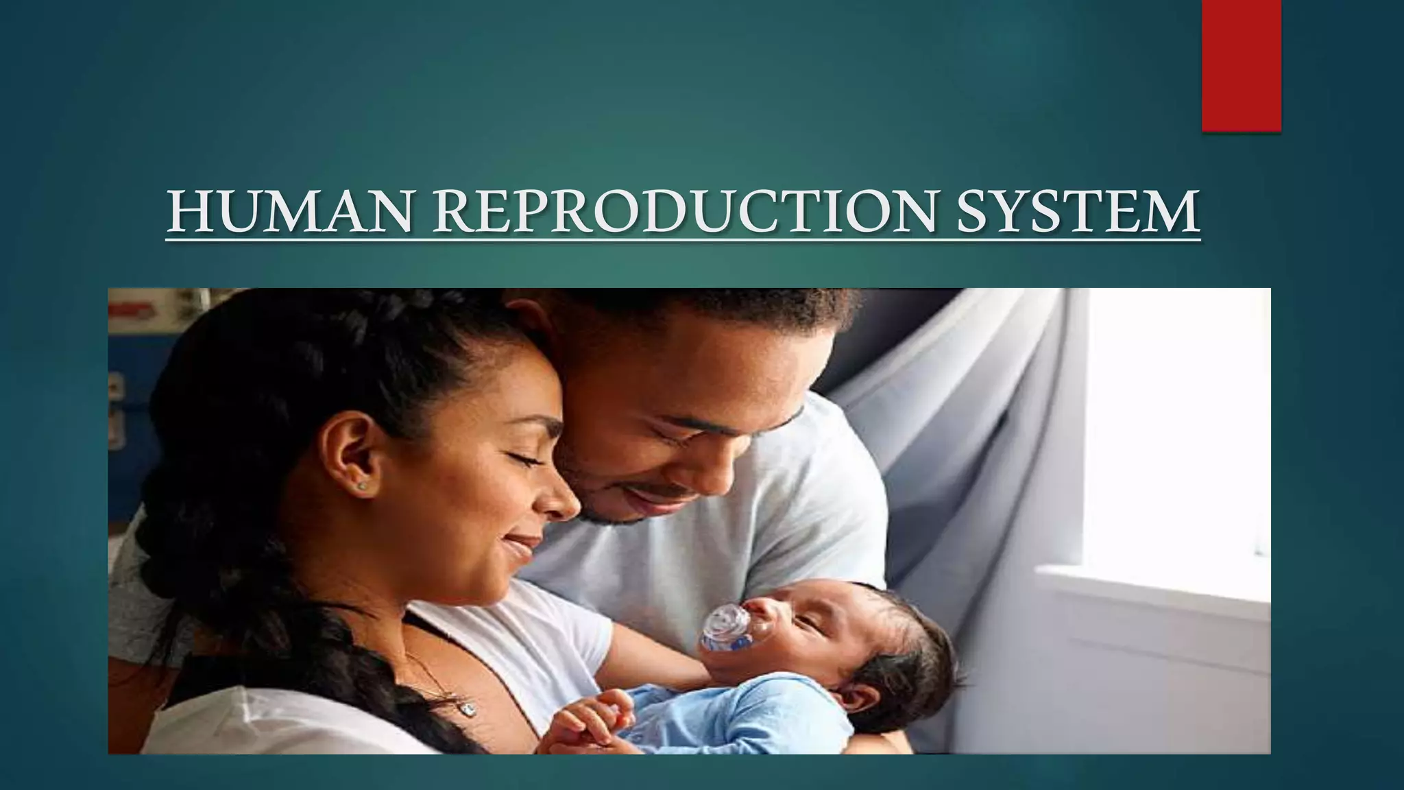 Human reproduction system | PPTX