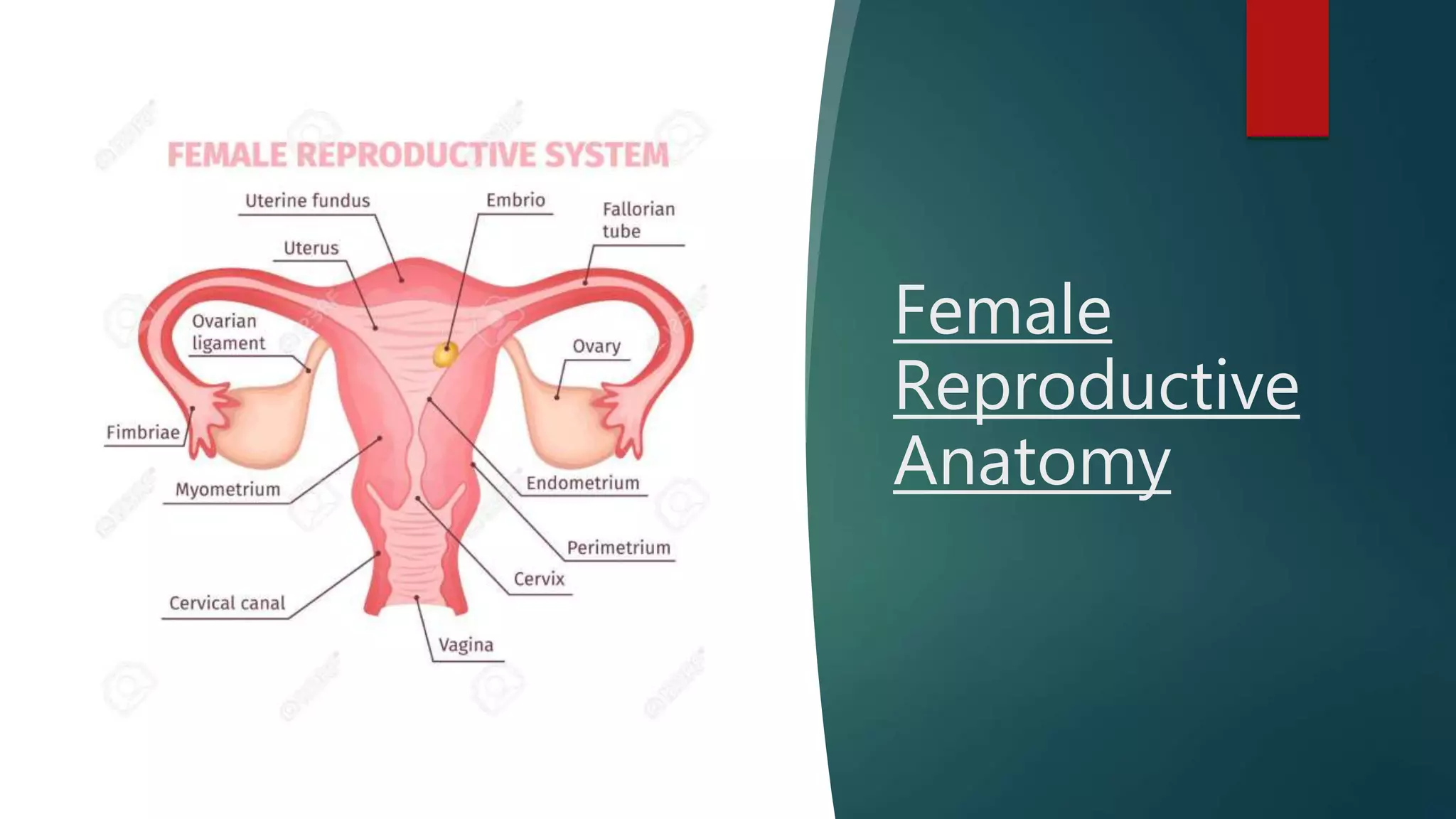 Human reproduction system | PPTX