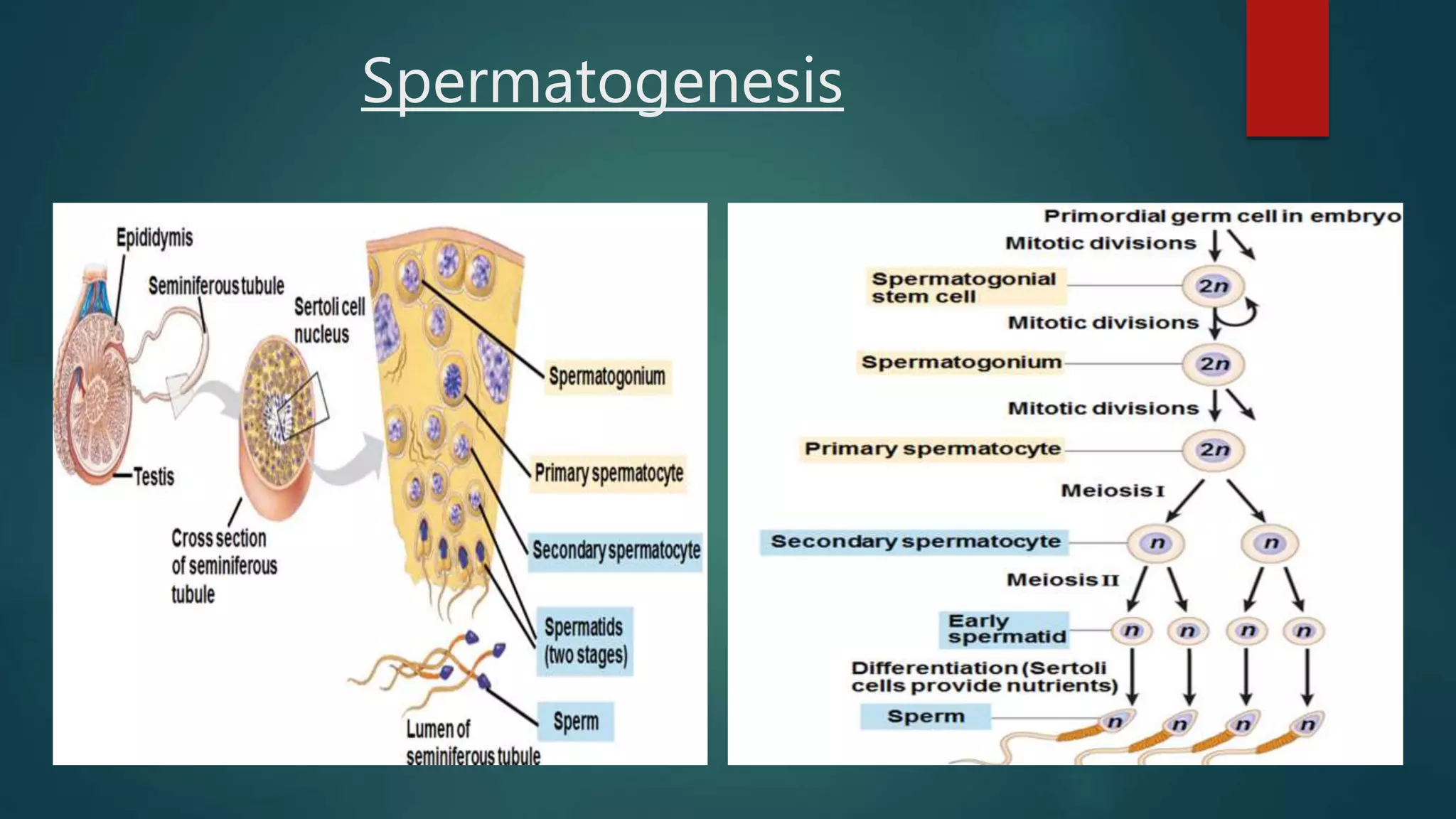 Human reproduction system | PPTX