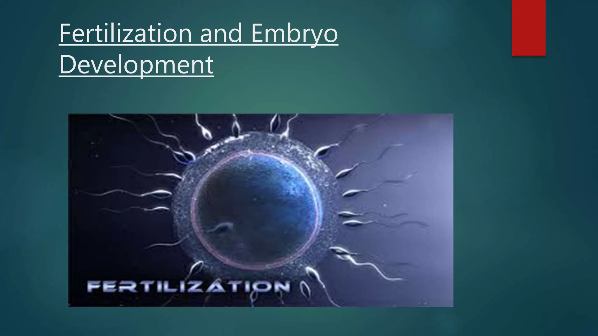 Human reproduction system | PPTX