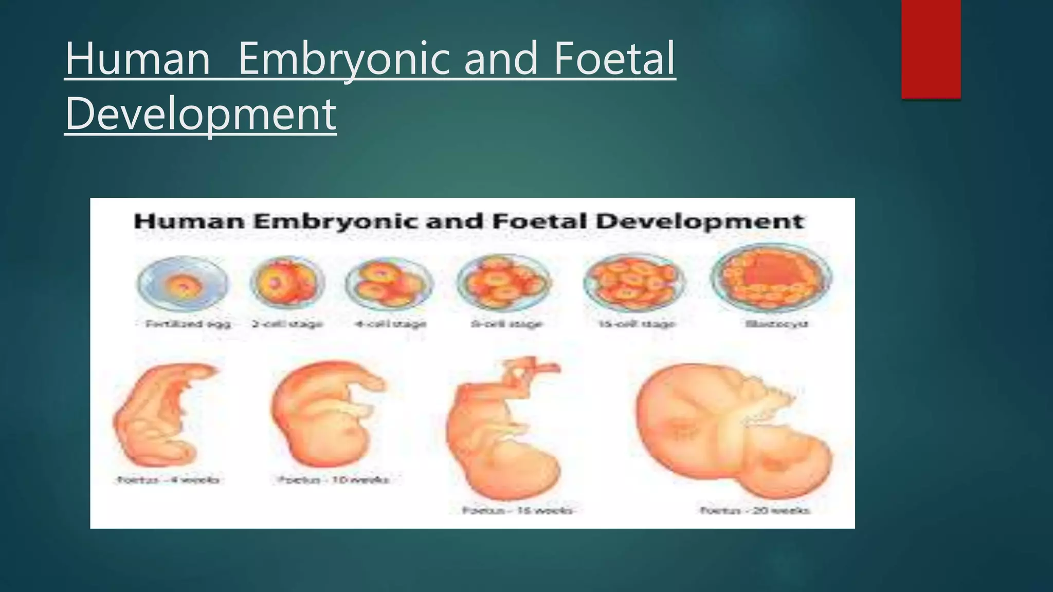 Human reproduction system | PPTX