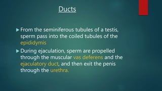 Human reproduction system | PPTX