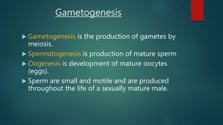 Human reproduction system | PPTX