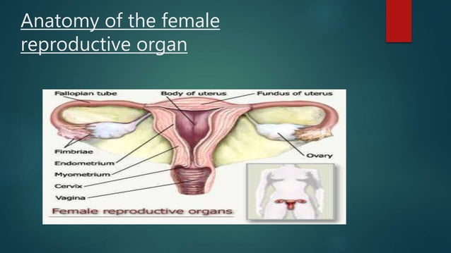 Human reproduction system | PPTX