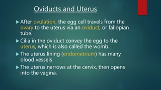 Human reproduction system | PPTX