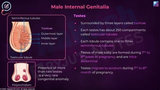 Human Reproduction FOR NEET 12TH Zoology.pdf