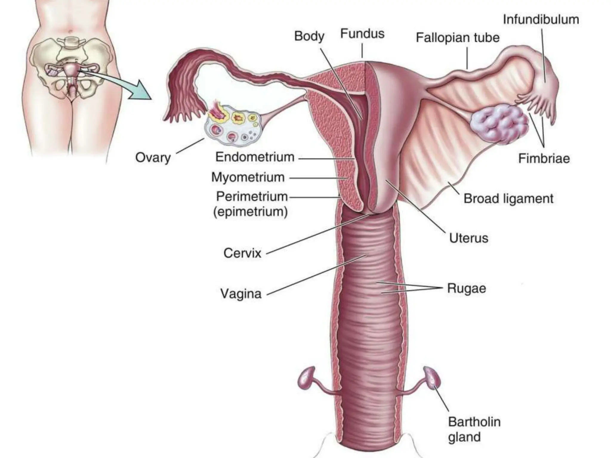 Human Reproductive Pptx