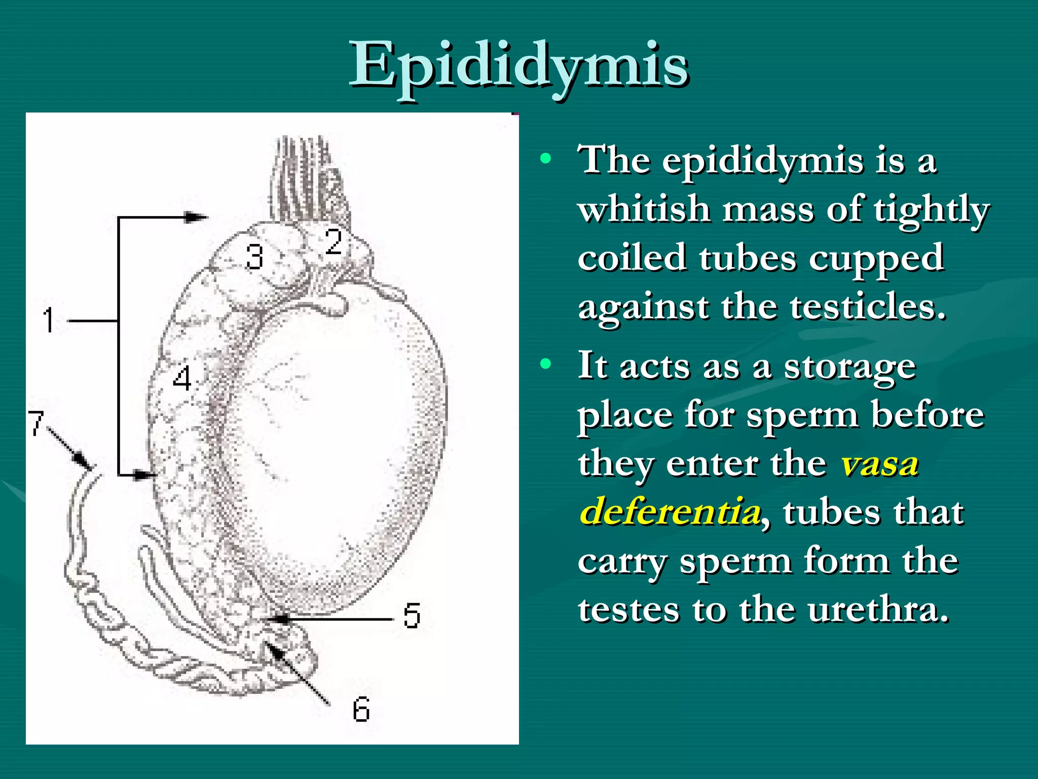 Human reproductive system | PPT
