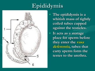 Human reproductive system | PPT