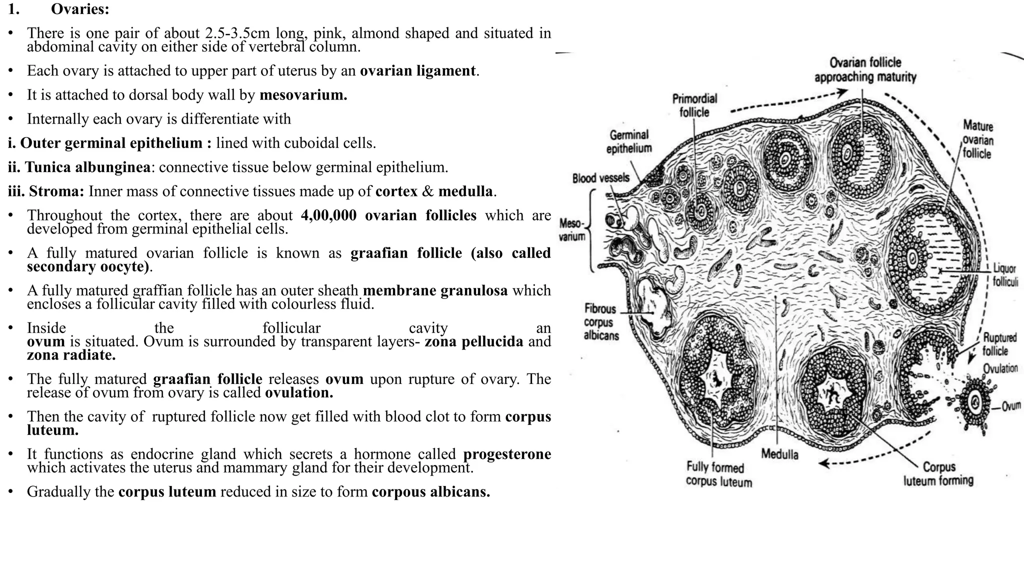 Human reproductive system BY Manoj Dhital(M.Sc Medical Microbiology ...