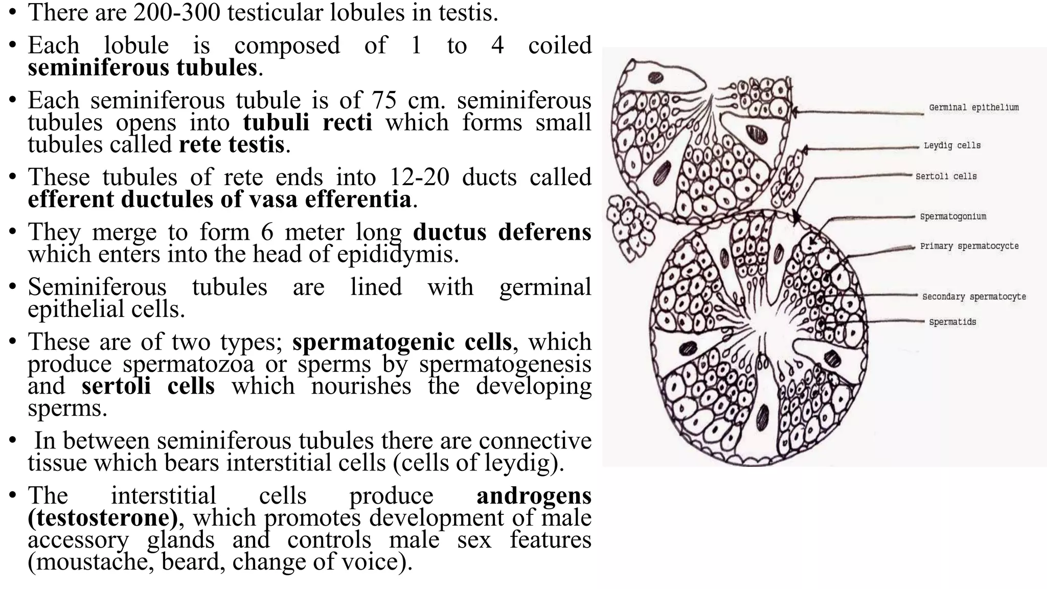 Human reproductive system BY Manoj Dhital(M.Sc Medical Microbiology ...
