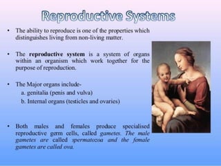Human reproductive system | PDF