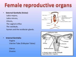 Human reproductive system | PDF