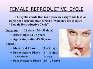 Human reproductive system | PDF