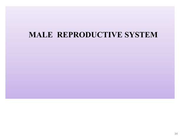 Human reproductive system | PPTX
