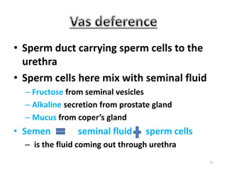 HUMAN_REPRODUCTIVE_SYSTEM.pptx