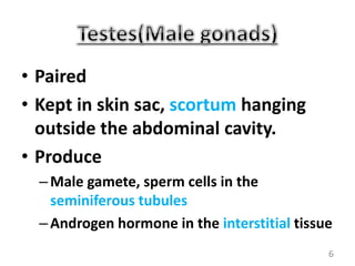 HUMAN_REPRODUCTIVE_SYSTEM.pptx | Free Download