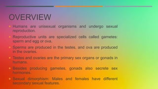 Human Reproductive System.pptx