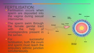 Human Reproductive System.pptx