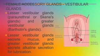 Lesser Vestibular Glands
