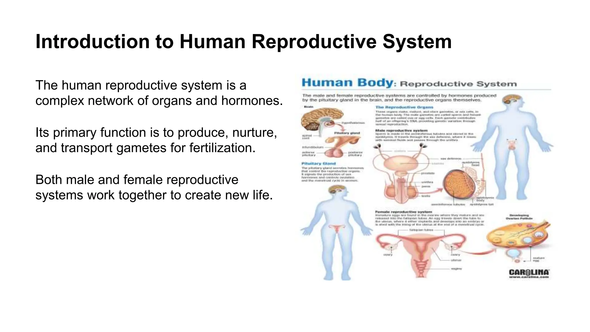 Human Reproductive System by Ishu .pptx