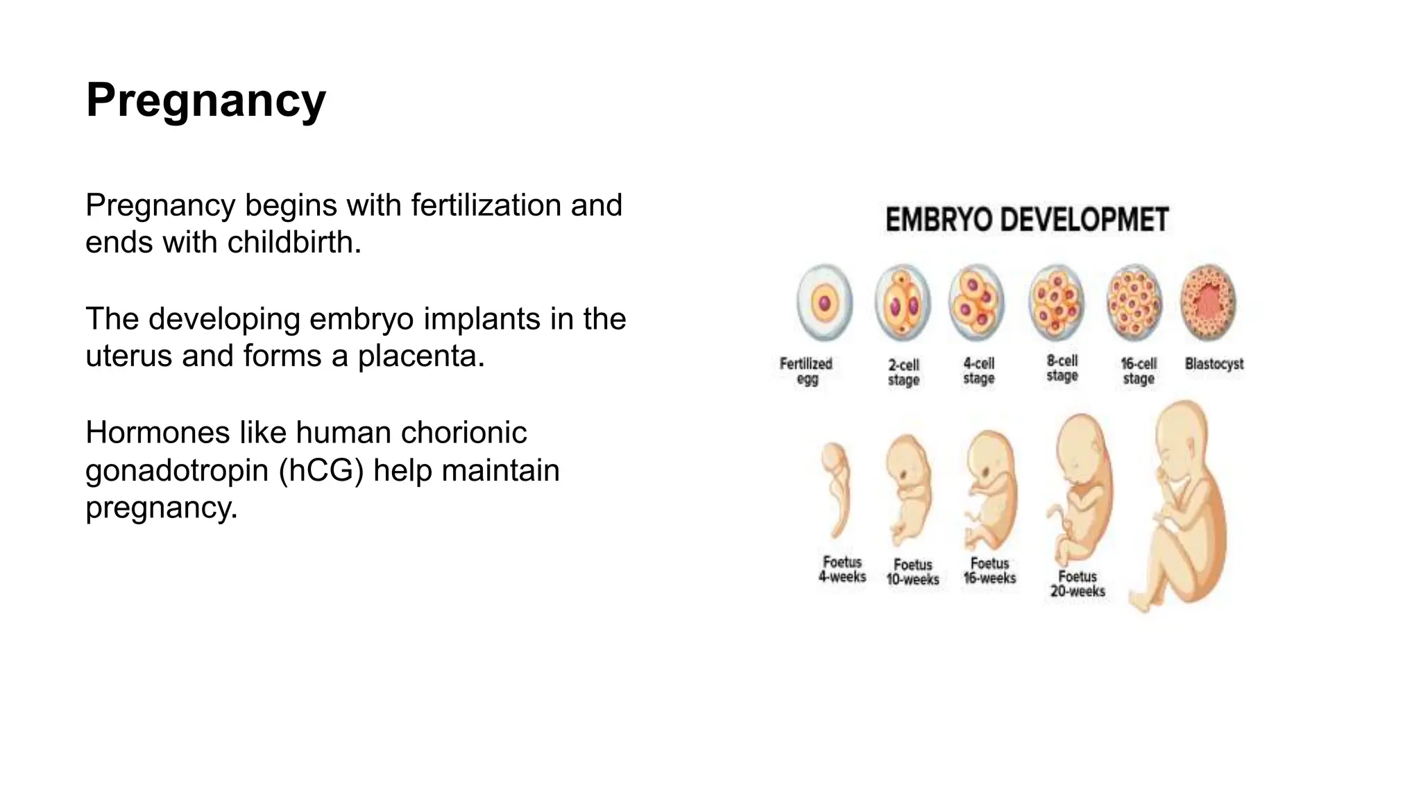 Human Reproductive System by Ishu .pptx