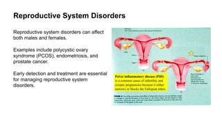 Human Reproductive System by Ishu .pptx