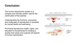 Human Reproductive System by Ishu .pptx