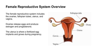 Human Reproductive System by Ishu .pptx
