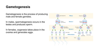 Human Reproductive System by Ishu .pptx