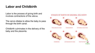 Human Reproductive System by Ishu .pptx