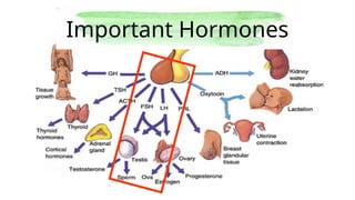 Human Reproductive System ang their functions..pptx