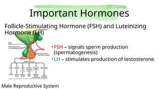Human Reproductive System ang their functions..pptx