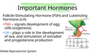 Human Reproductive System ang their functions..pptx