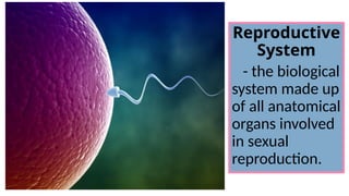 Human Reproductive System ang their functions..pptx