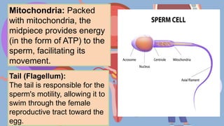 HUMAN REPRODUCTIVE SYSTEM PPT Science Class | PPT