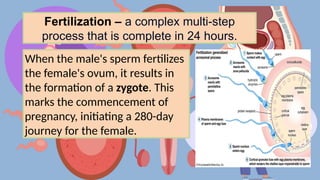 HUMAN REPRODUCTIVE SYSTEM PPT Science Class | PPT