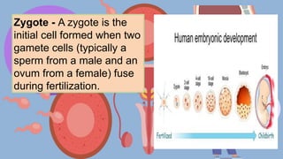 HUMAN REPRODUCTIVE SYSTEM PPT Science Class | PPTX