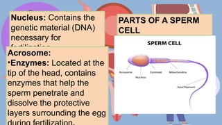 HUMAN REPRODUCTIVE SYSTEM PPT Science Class | PPTX