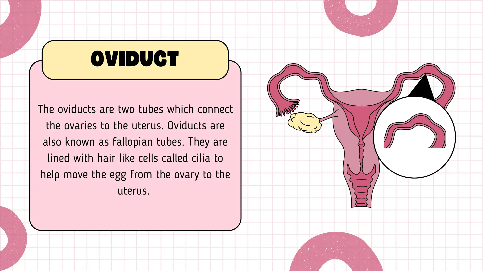 Human Reproductive System for grade 7 science | PDF
