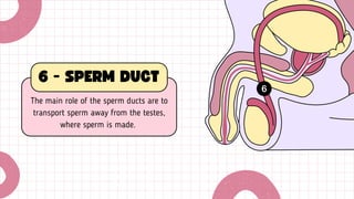 Human Reproductive System for grade 7 science | PDF