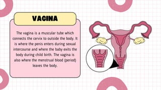 Human Reproductive System for grade 7 science | PDF