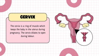 Human Reproductive System for grade 7 science | PDF