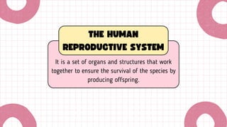 Human Reproductive System for grade 7 science | PDF