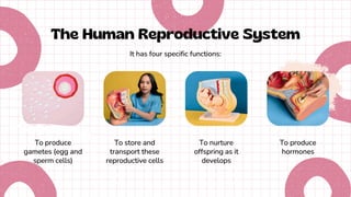 Human Reproductive System for grade 7 science | PDF
